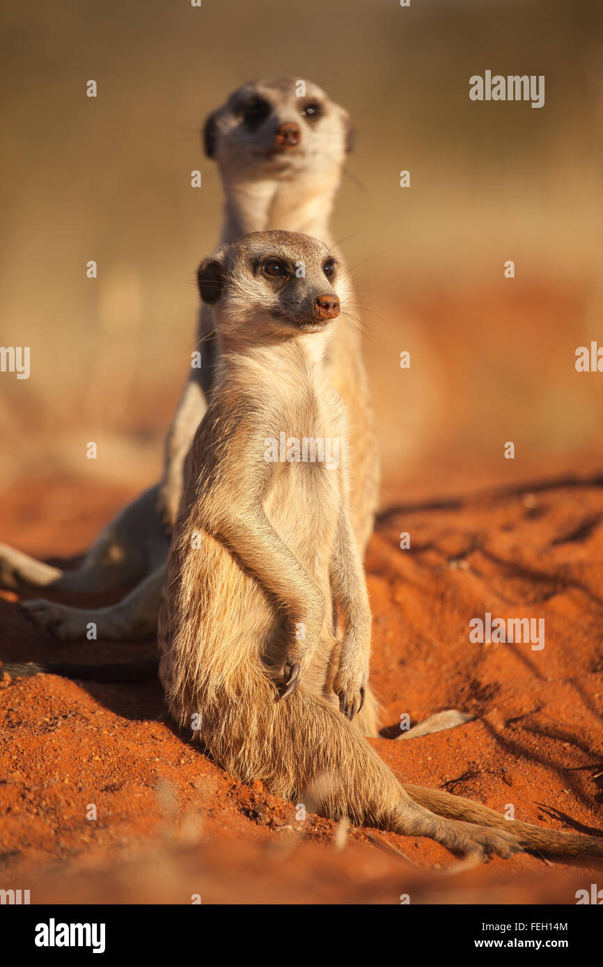 Meerkats portrait sunbathing in Kalahari morning on red sand dune South ...