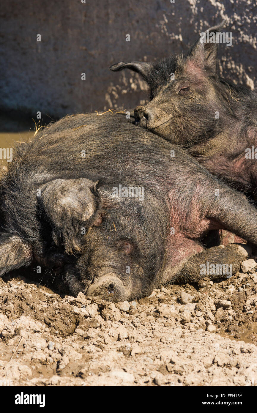 Black iberian breed pig hi-res stock photography and images - Alamy