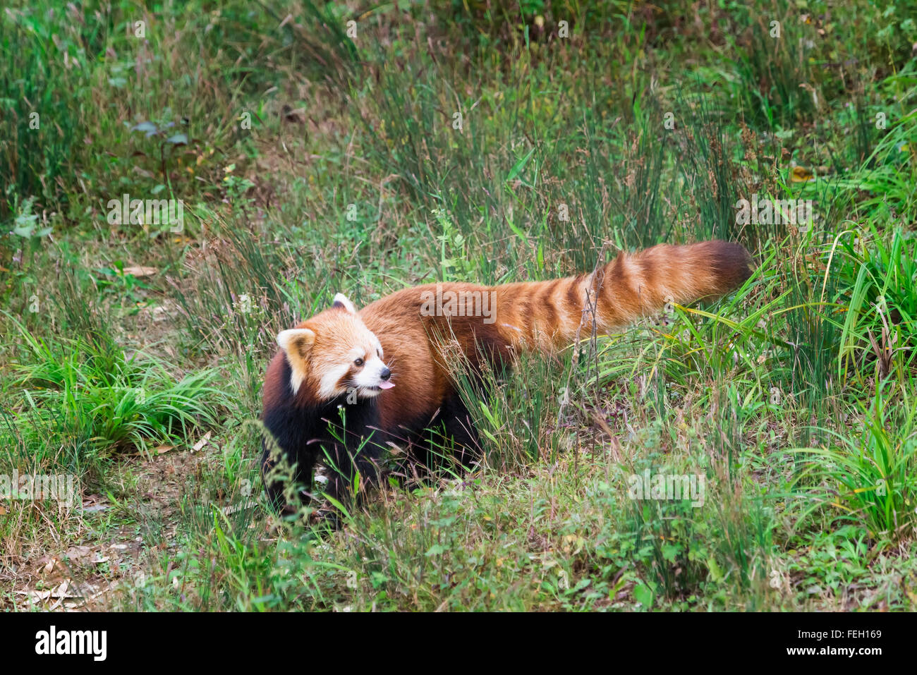 Ailuridae family hi-res stock photography and images - Alamy