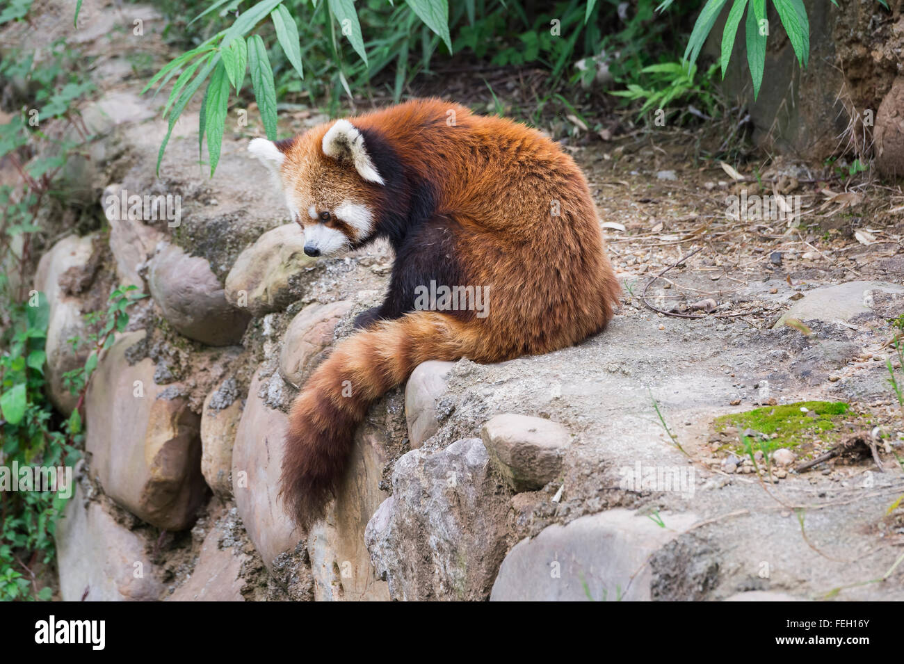 Red Panda (Ailurus fulgens), Sichuan Province, China Stock Photo - Alamy