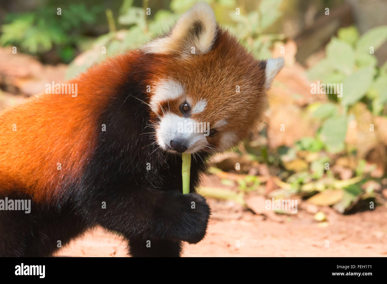 Ailuridae family hi-res stock photography and images - Alamy