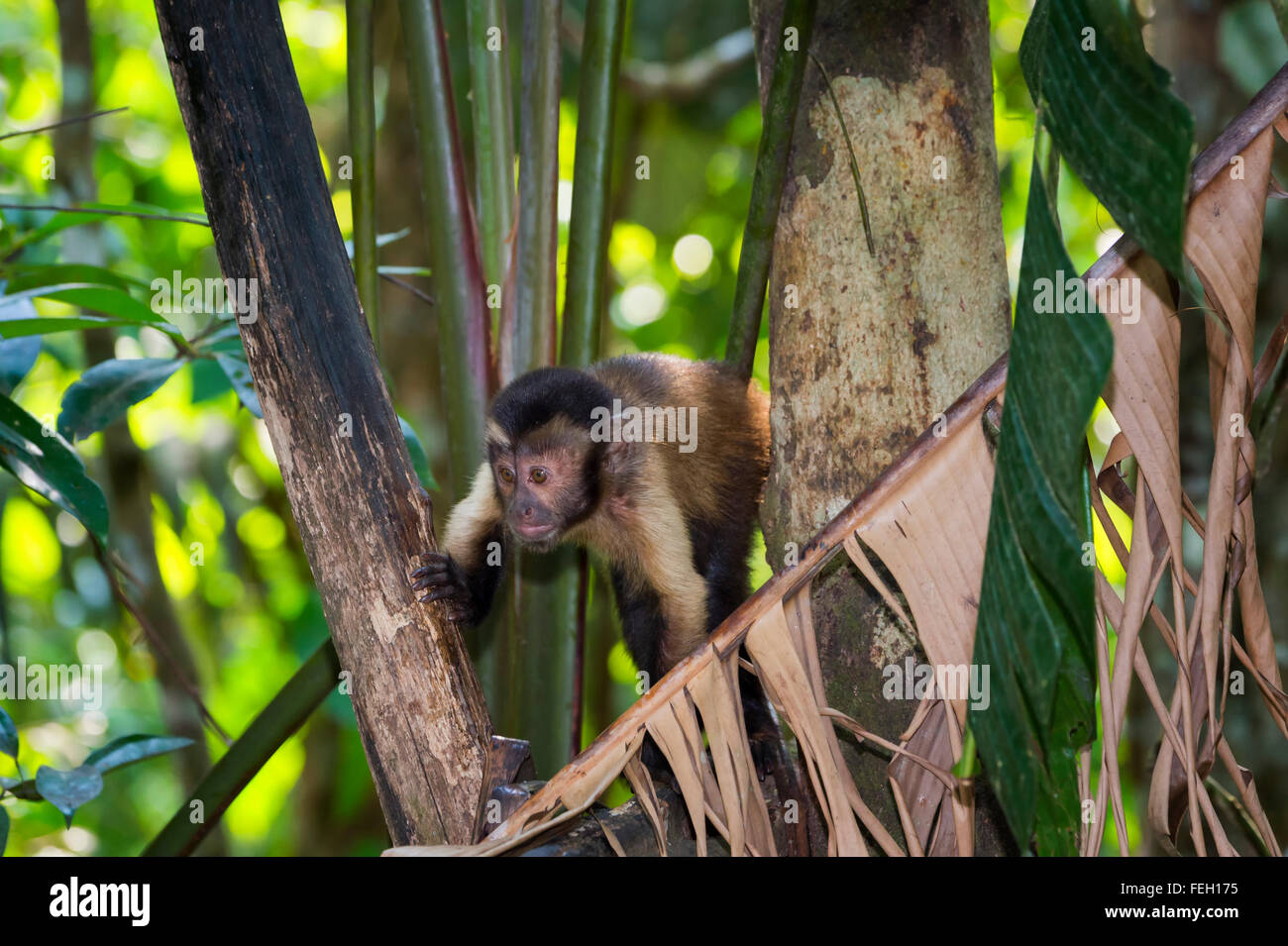 Tufted capuchin (Cebus apella), also known as brown capuchin or black ...