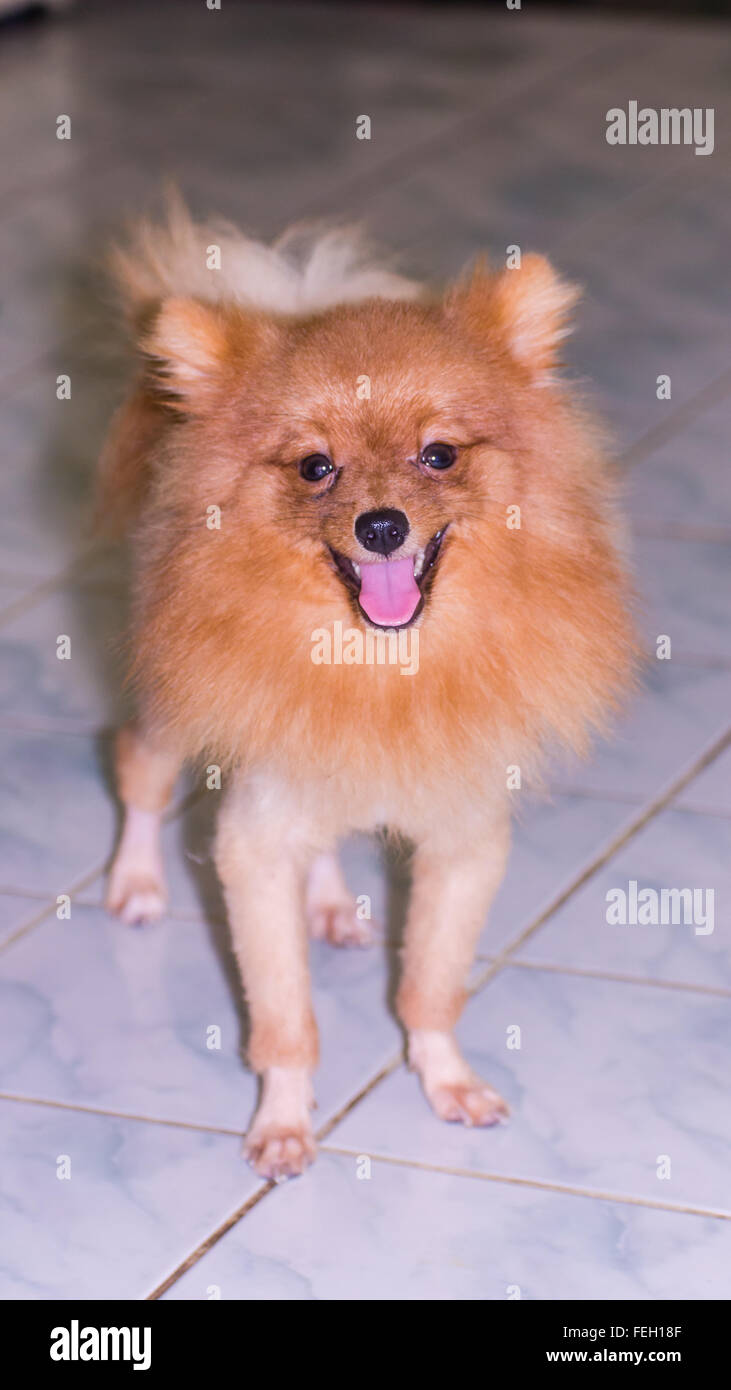 Pomeranian Pitbull Mix