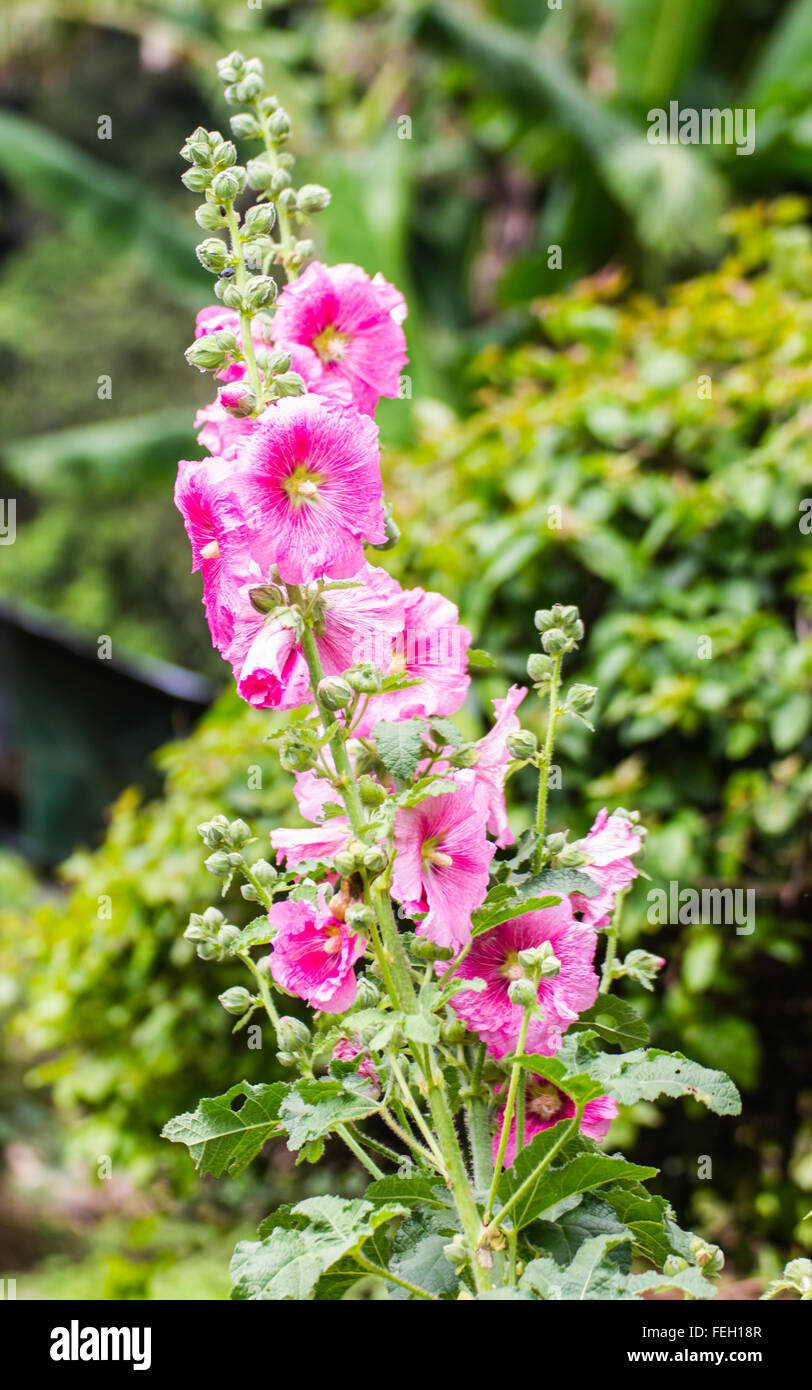 Pink hollyhocks hi-res stock photography and images - Alamy