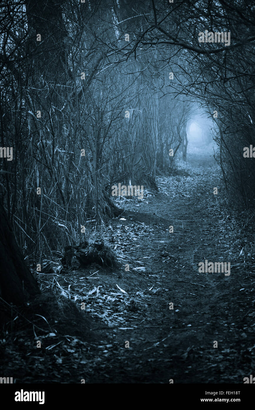Dark spooky passage through the forest, toned blue Stock Photo - Alamy
