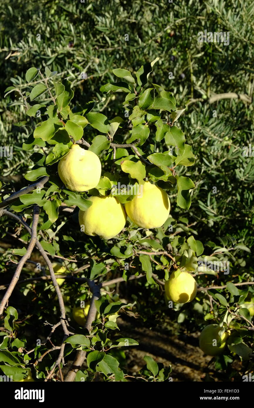 Quince (membrillo) fruits ripening on a tree. Carcabuey, Cordoba ...