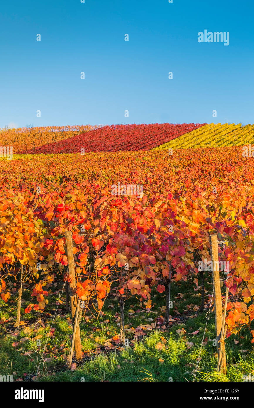 vineyards in autumn Stock Photo - Alamy