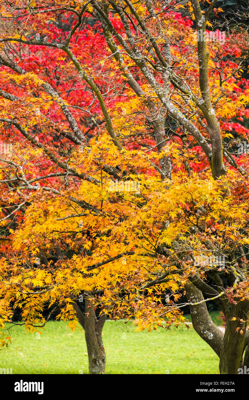 Trees at a park hi-res stock photography and images - Alamy