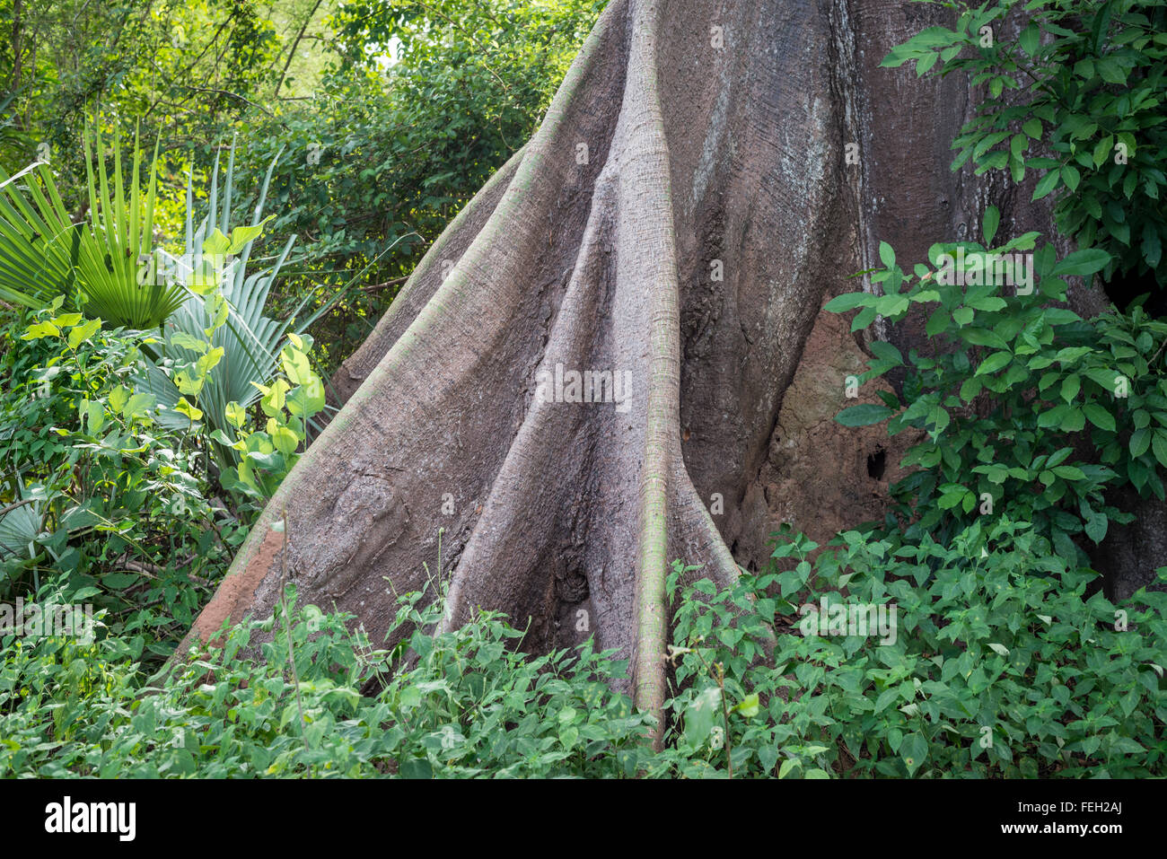 Massive banyan tree roots hi-res stock photography and images - Alamy