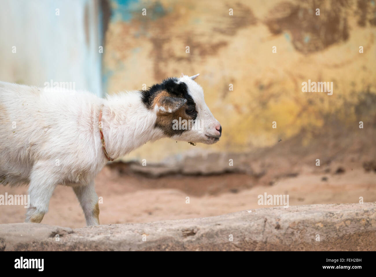 Baby Goat High Resolution Stock Photography and Images - Alamy