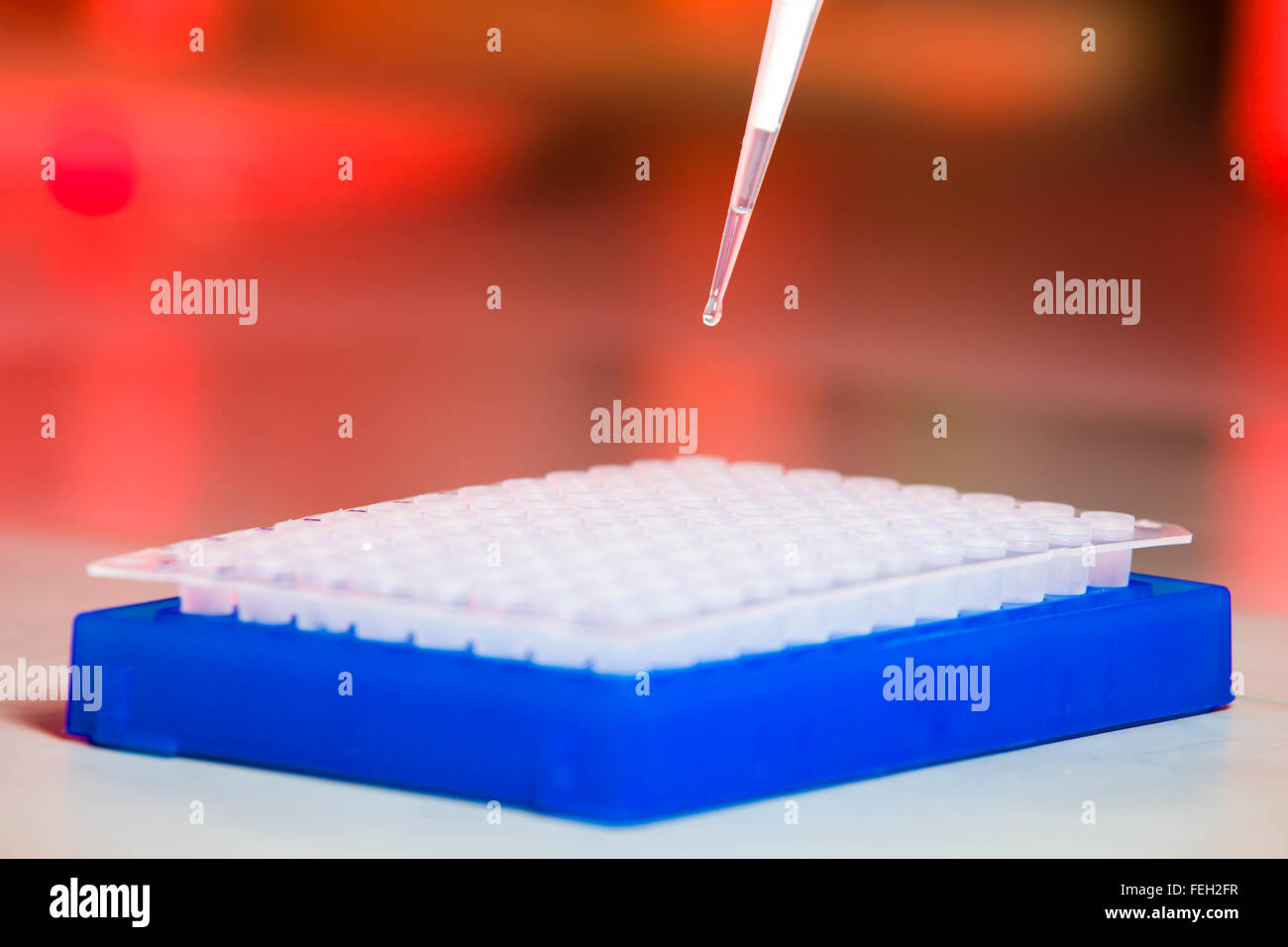 Side, red background, drop on tip of pipette above cell plate Stock ...