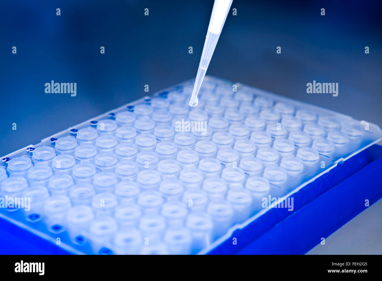 Top view, drop on tip of pipette above cell plate, blue background ...