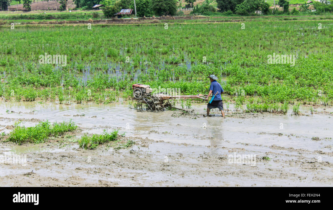 Asia Farmer using tiller tractor in rice field Stock Photo - Alamy