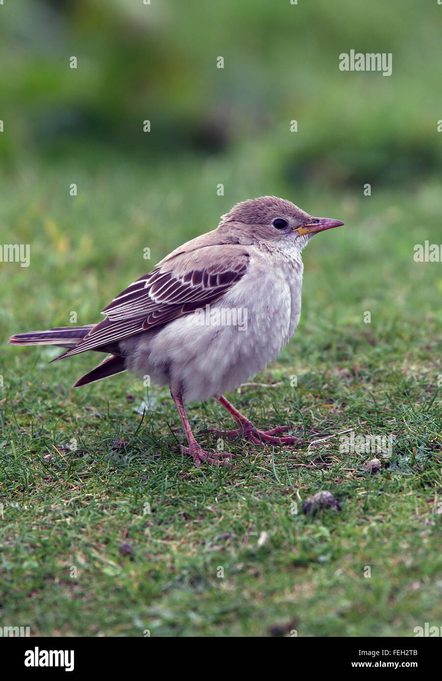 Rose coloured starling hi-res stock photography and images - Alamy
