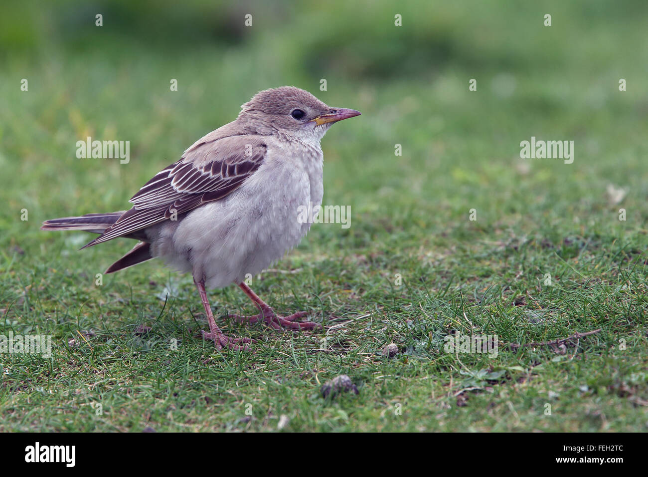 Rose-coloured Starling, (Rosy Starling, Sturnus roseus), juvenile at ...