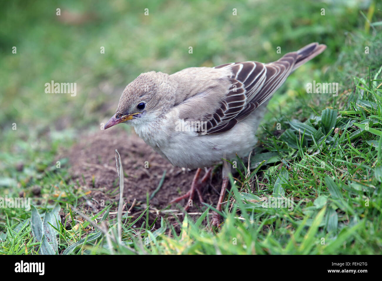 Rose-coloured Starling, (Rosy Starling, Sturnus roseus), juvenile at ...