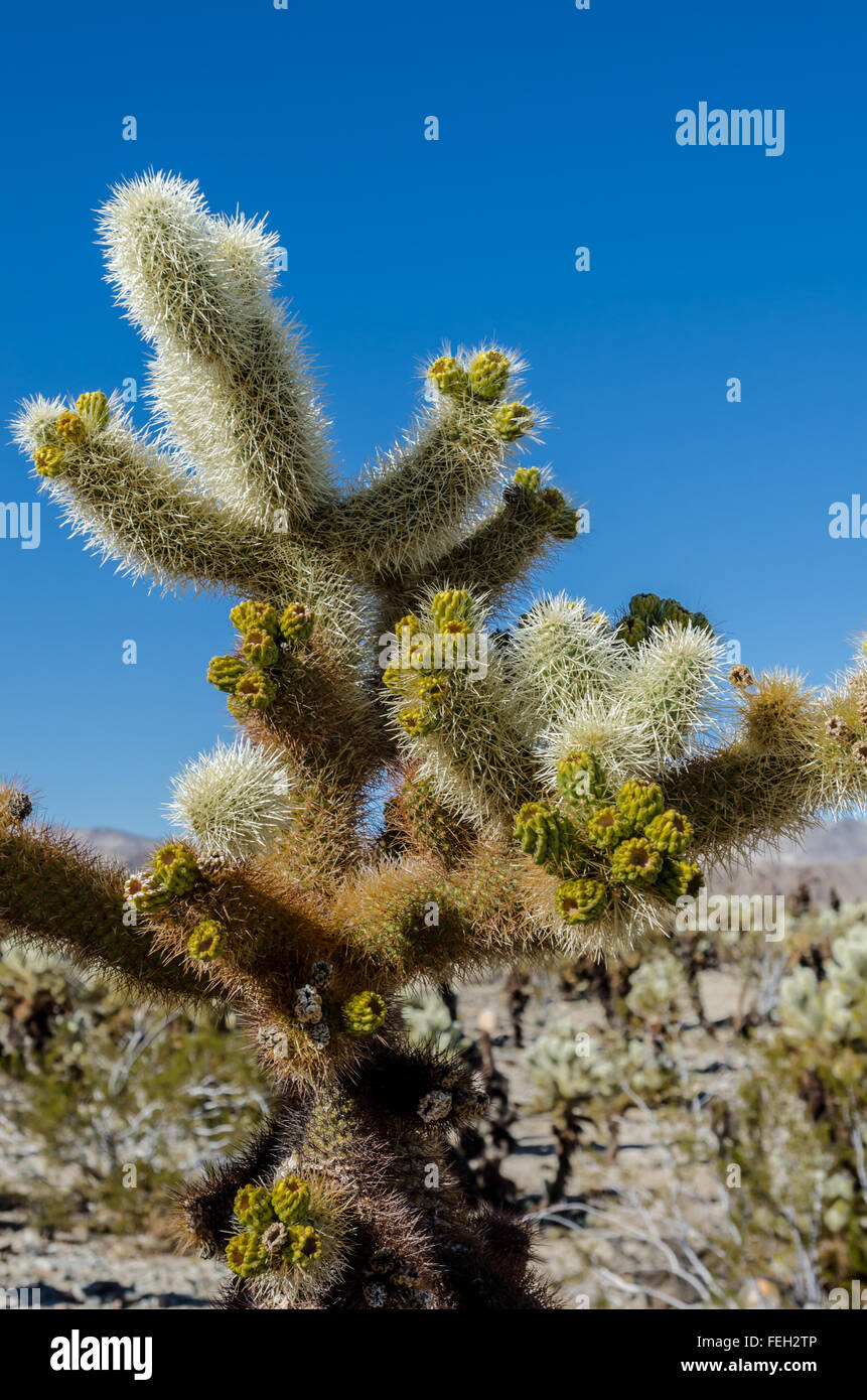 New growth on cactus hi-res stock photography and images - Alamy