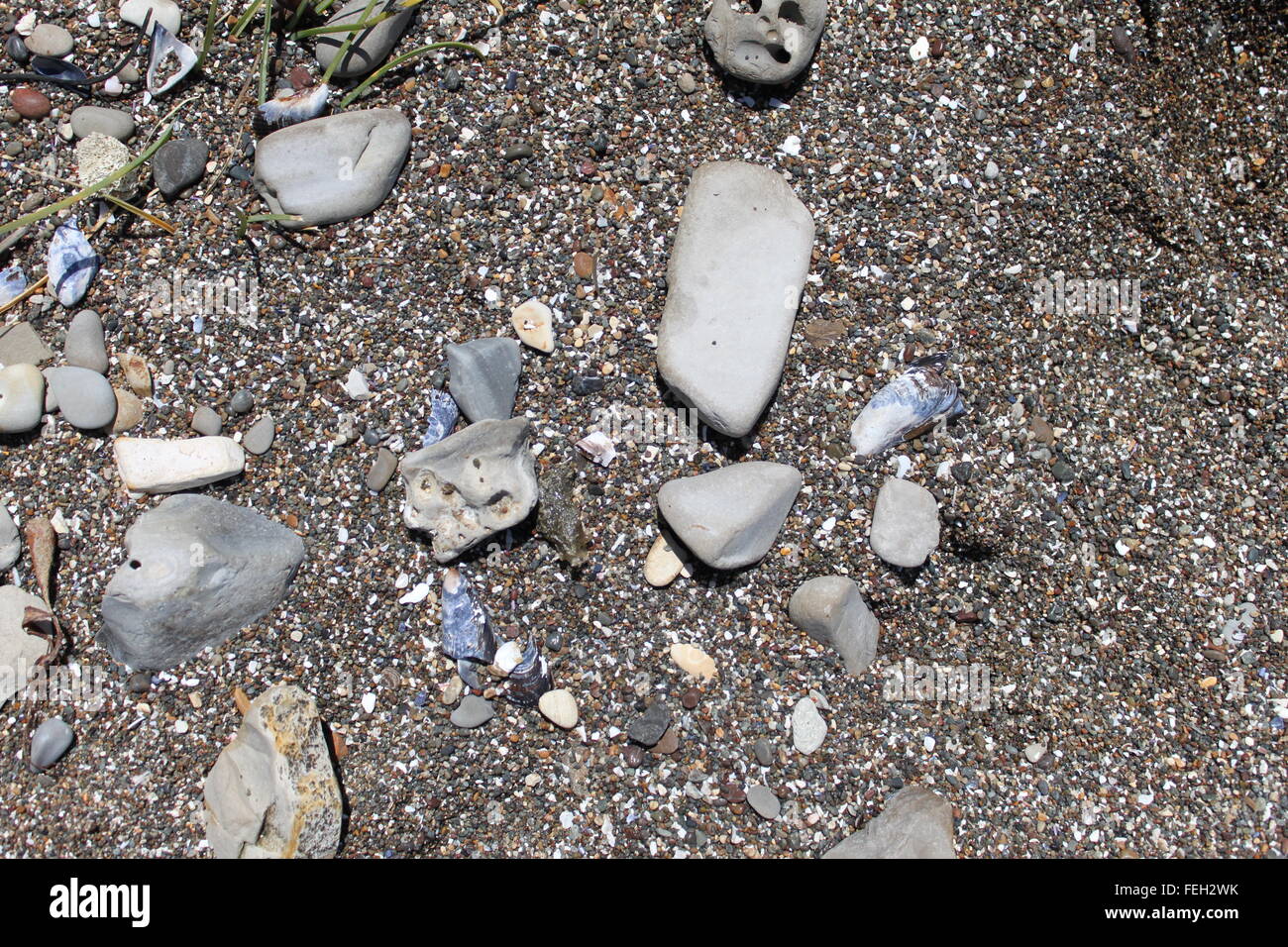 Rock and shells on pebbled beach Stock Photo - Alamy
