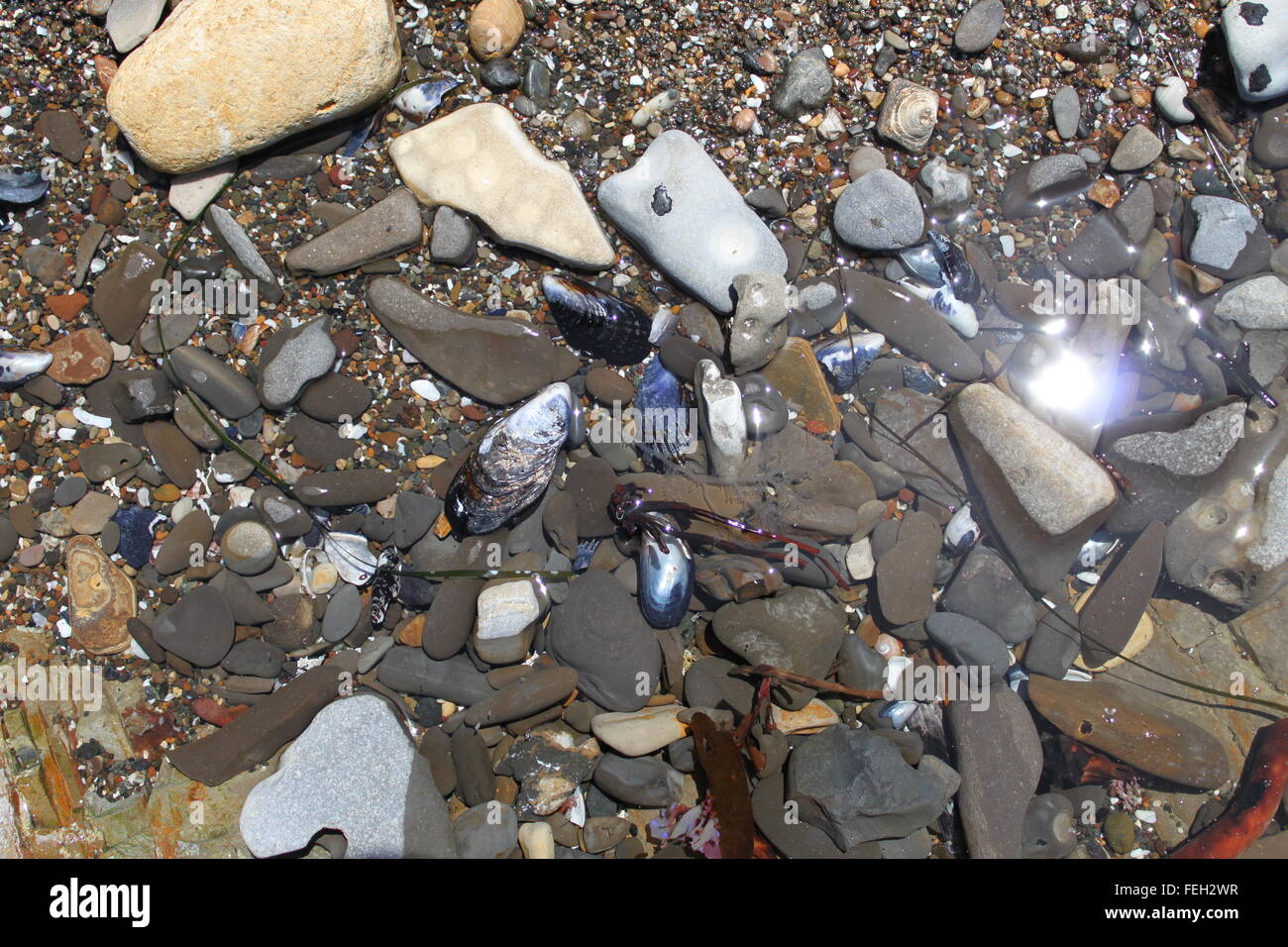 Rock and shells on pebbled beach Stock Photo - Alamy