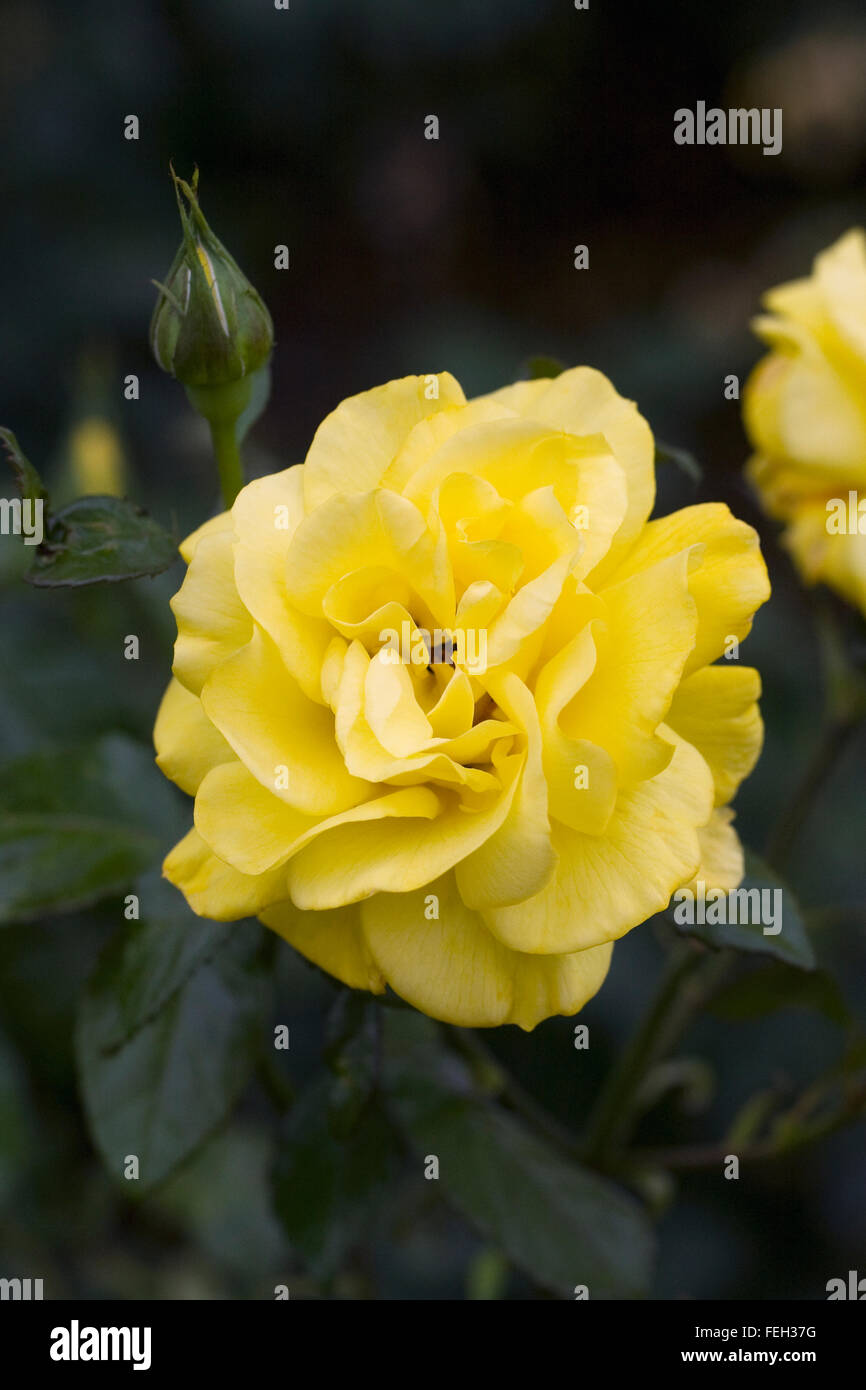 Yellow Rose in the garden Stock Photo - Alamy