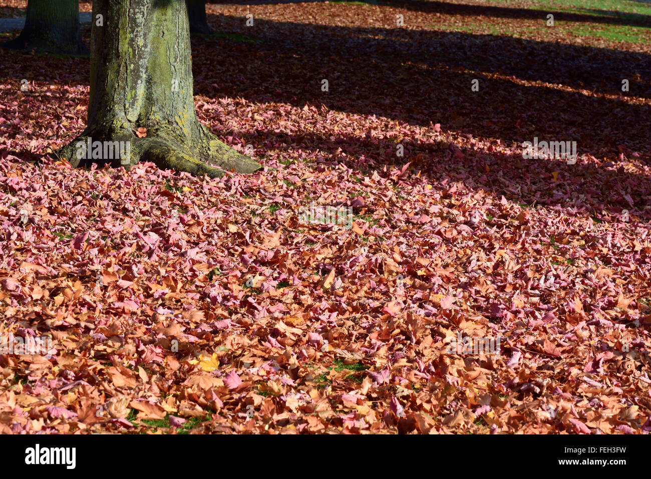 Tree carpet hi-res stock photography and images - Alamy