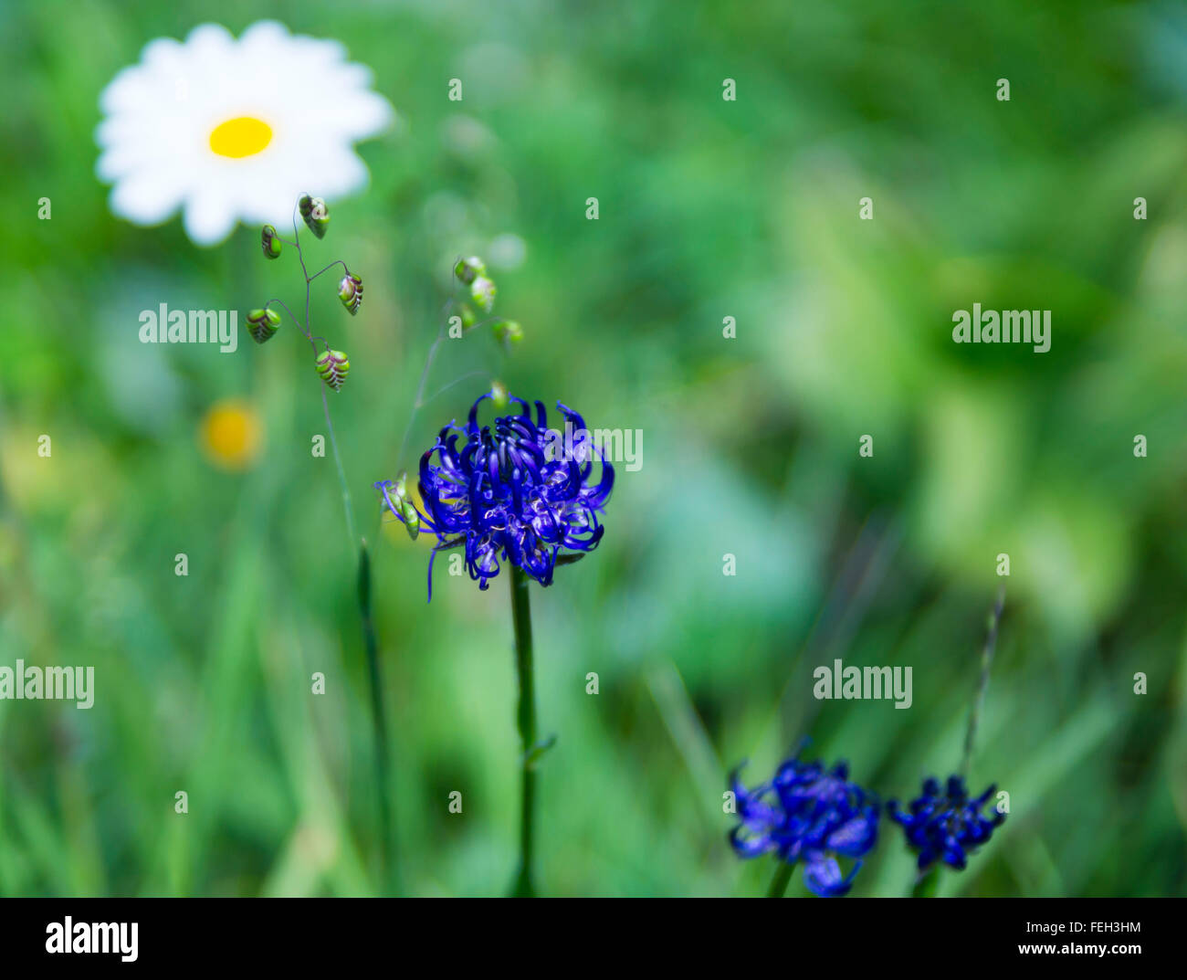Wallpaper floral background. Round-headed rampion Phyteuma orbiculare ...