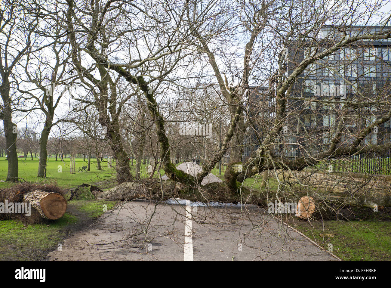 Trees blown over by storms block the pedestrian and cycle track on the ...