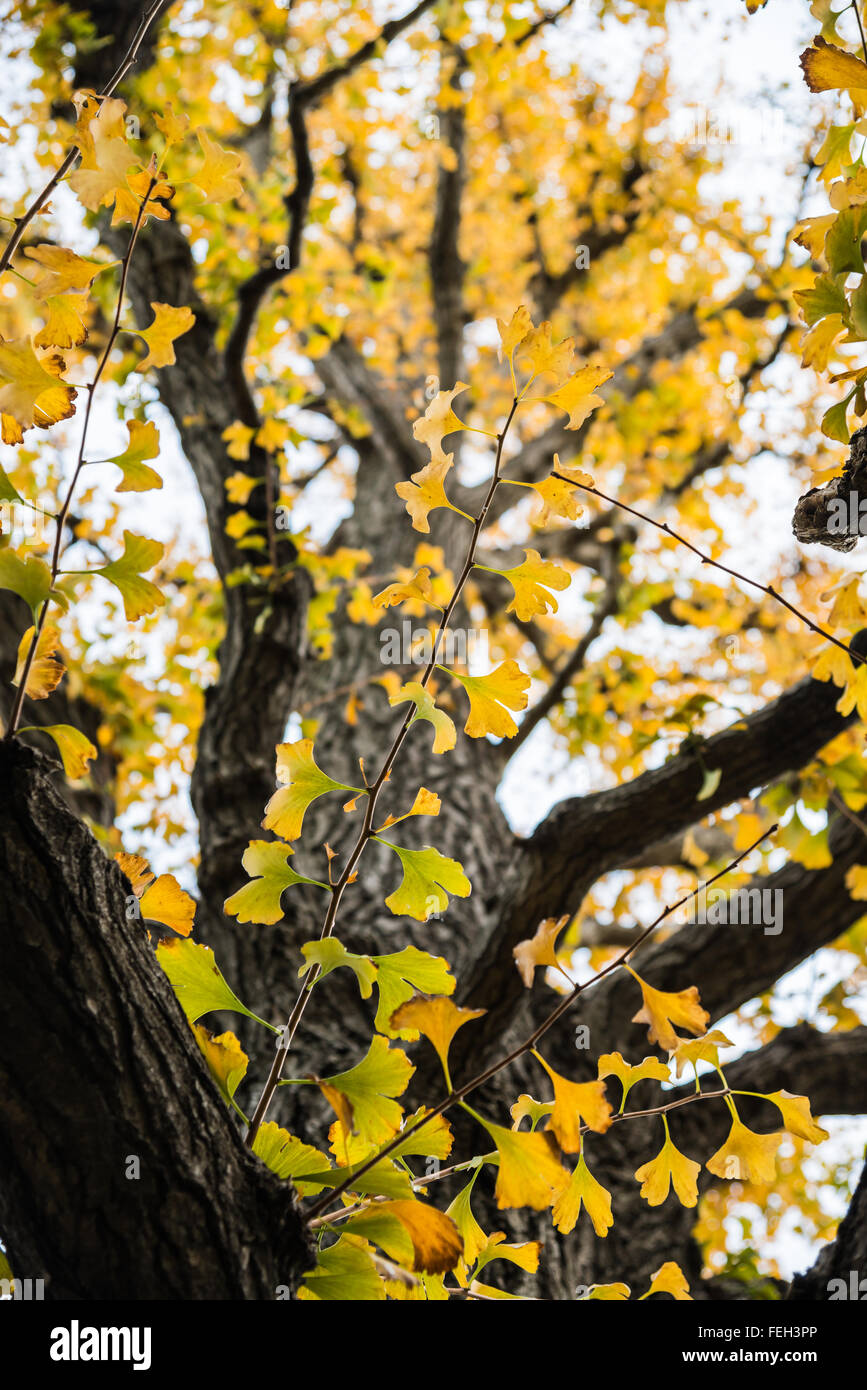 Under branch of yellow Ginkgo tree Stock Photo - Alamy