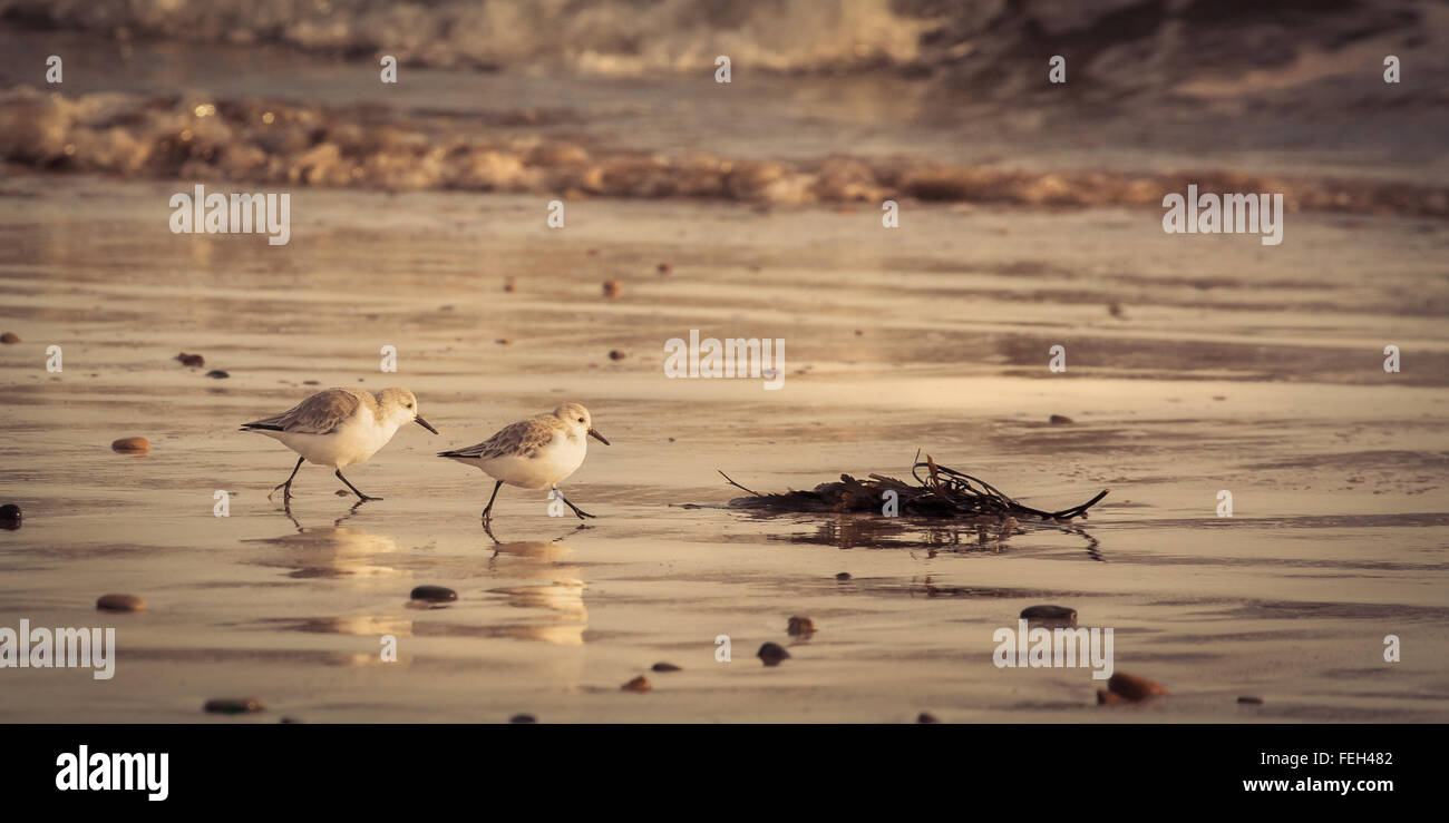 Sandlings feeding on the shore line Stock Photo - Alamy