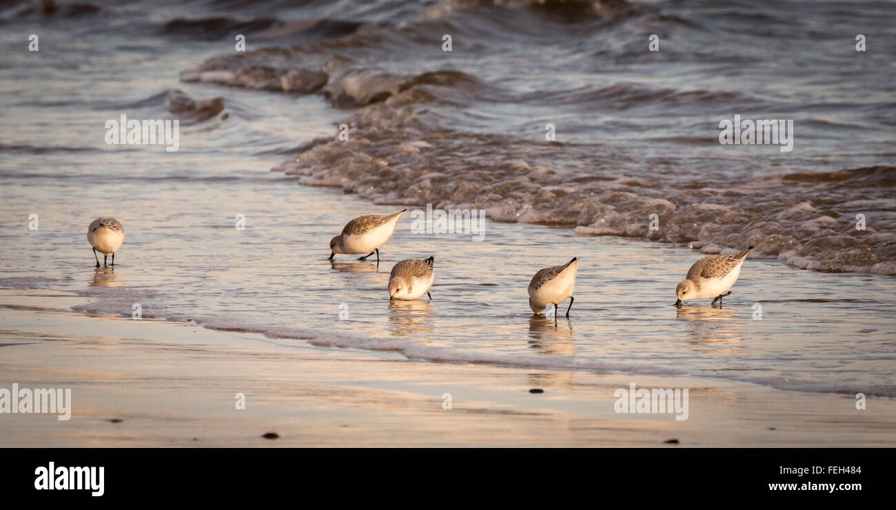 English sea birds hi-res stock photography and images - Alamy