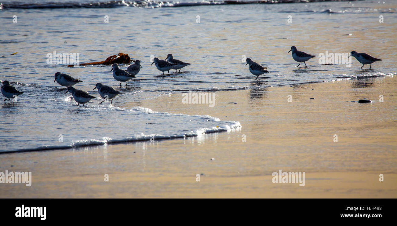 Sandlings feeding on the shore line Stock Photo - Alamy
