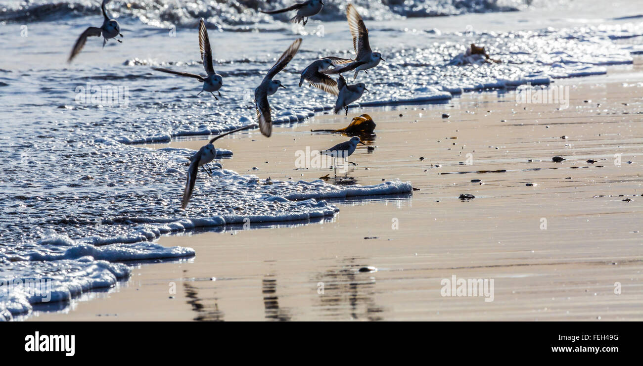 Sandlings feeding on the shore line Stock Photo - Alamy