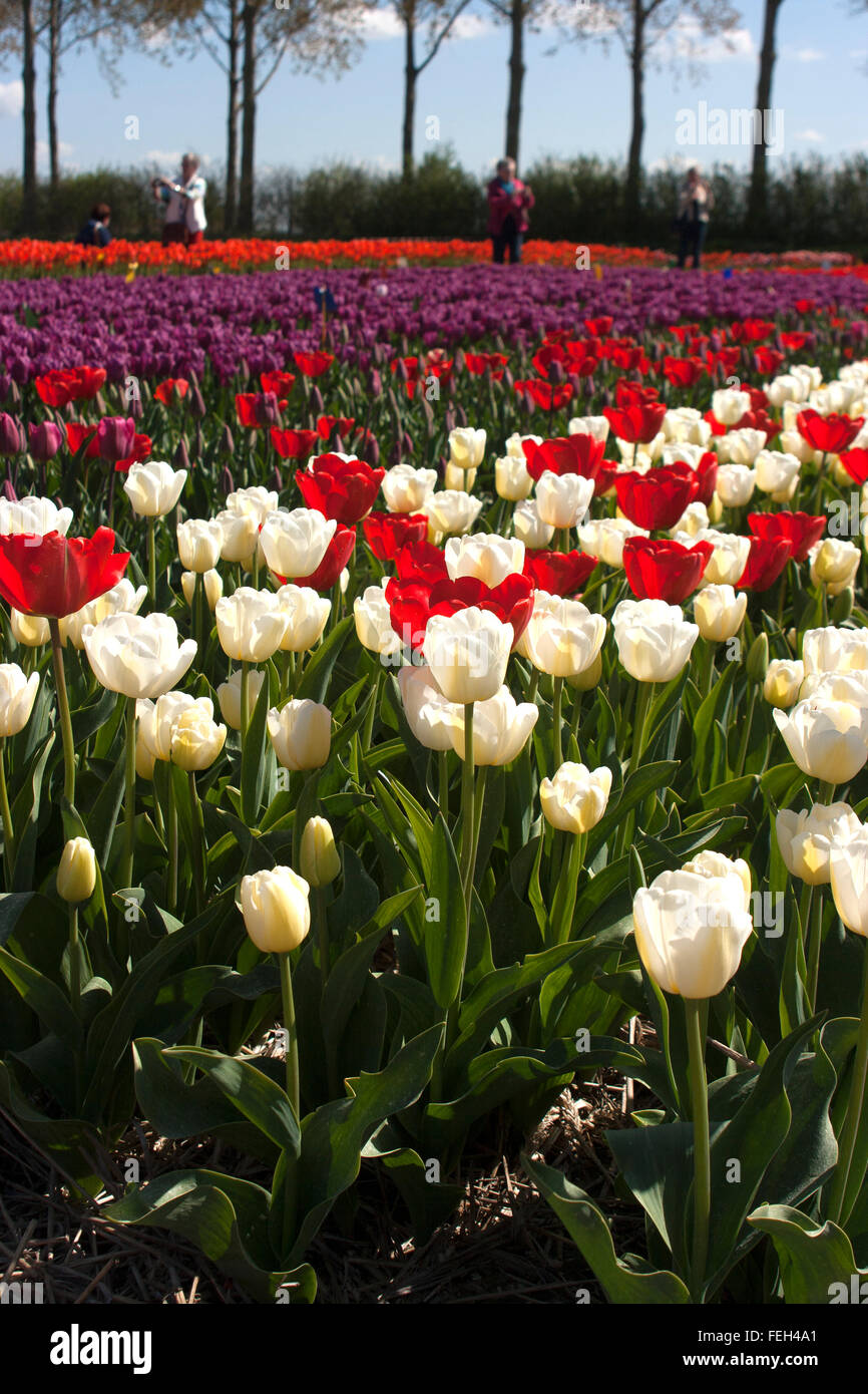 A field of various coloured tulips in Flevoland Netherlands Stock Photo ...