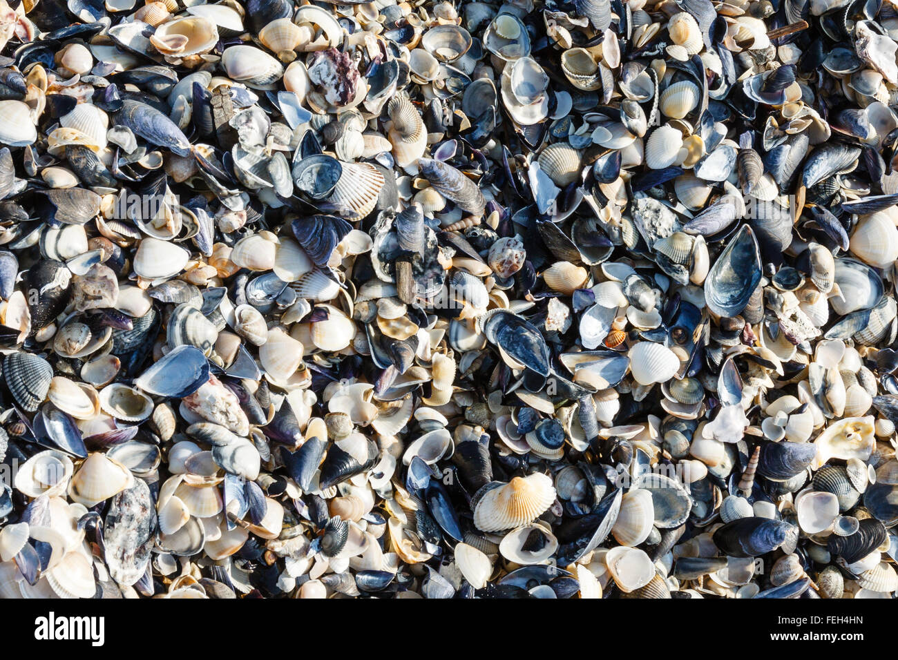 many seashells on the beach in Italy Stock Photo - Alamy