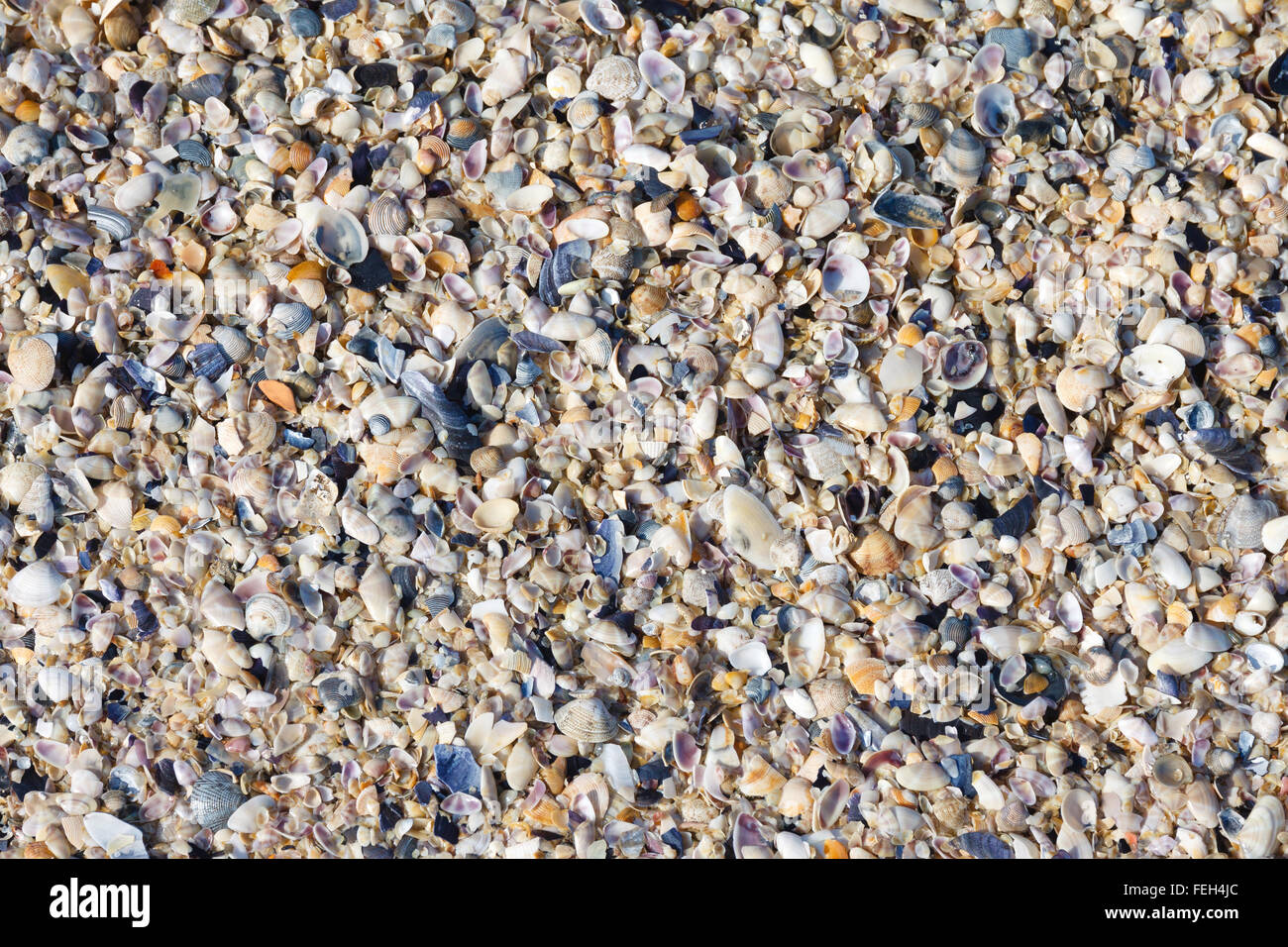 many seashells on the beach in Italy Stock Photo - Alamy