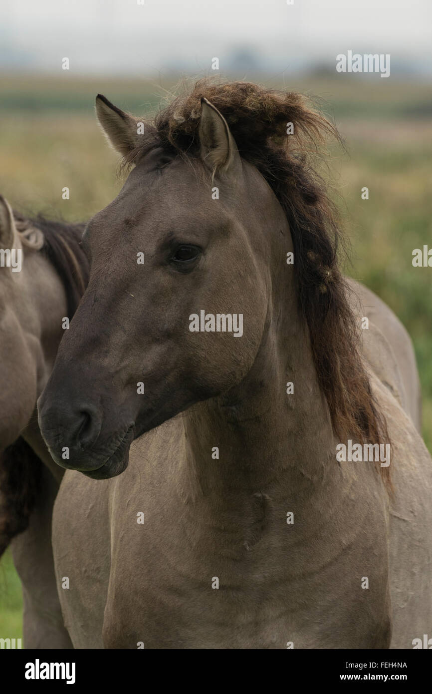 Konik ponies, Polish primitive horse, UK, The view that the Polish ...