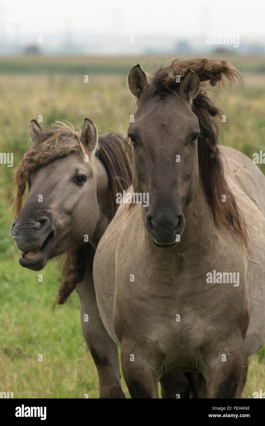 Konik ponies, Polish primitive horse, UK, The view that the Polish ...