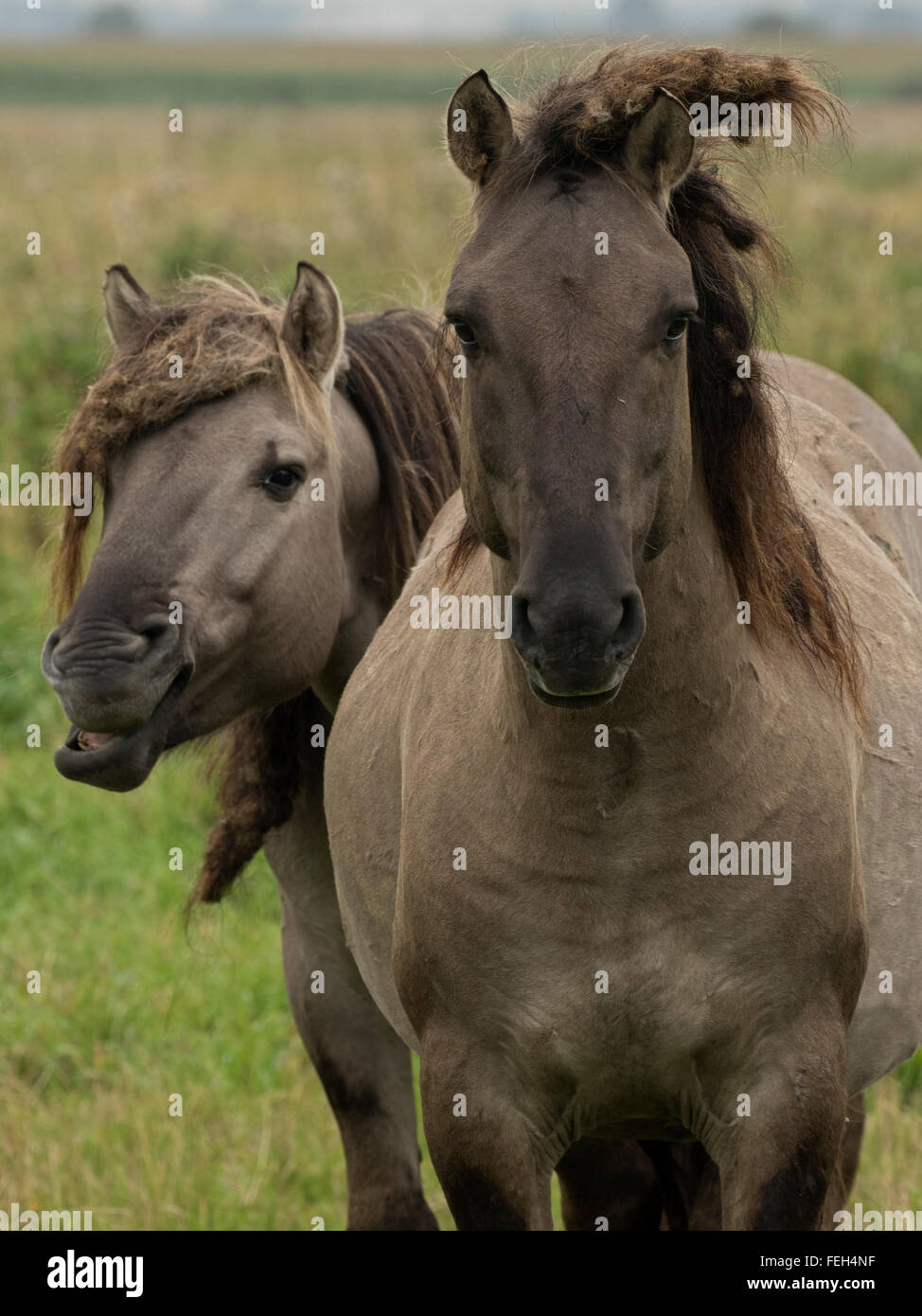Konik ponies, Polish primitive horse, UK, The view that the Polish ...