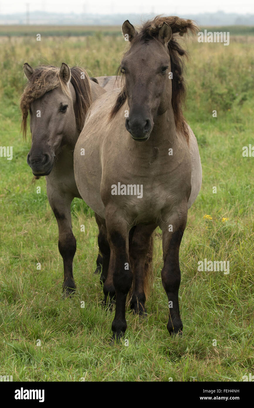 Konik ponies, Polish primitive horse, UK, The view that the Polish ...