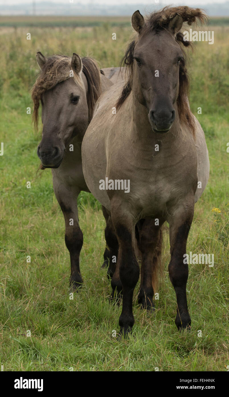 Konik ponies, Polish primitive horse, UK, The view that the Polish ...