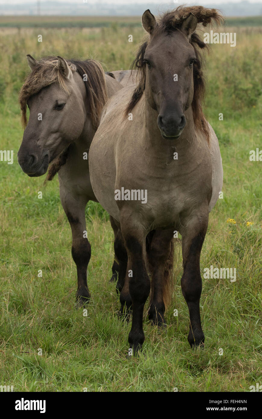 Konik ponies, Polish primitive horse, UK, The view that the Polish ...
