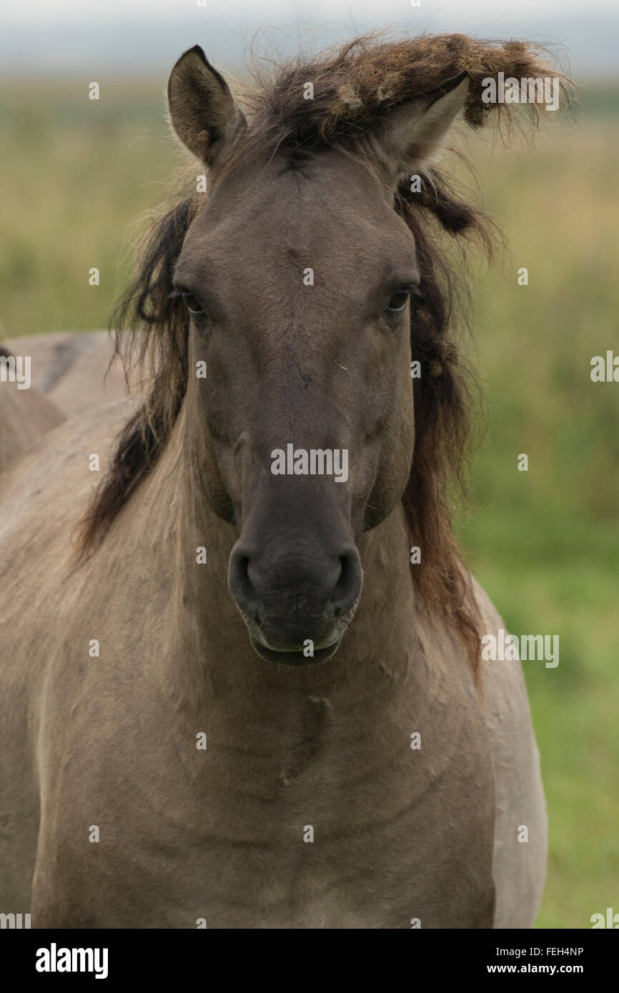 Konik ponies, Polish primitive horse, UK, The view that the Polish ...