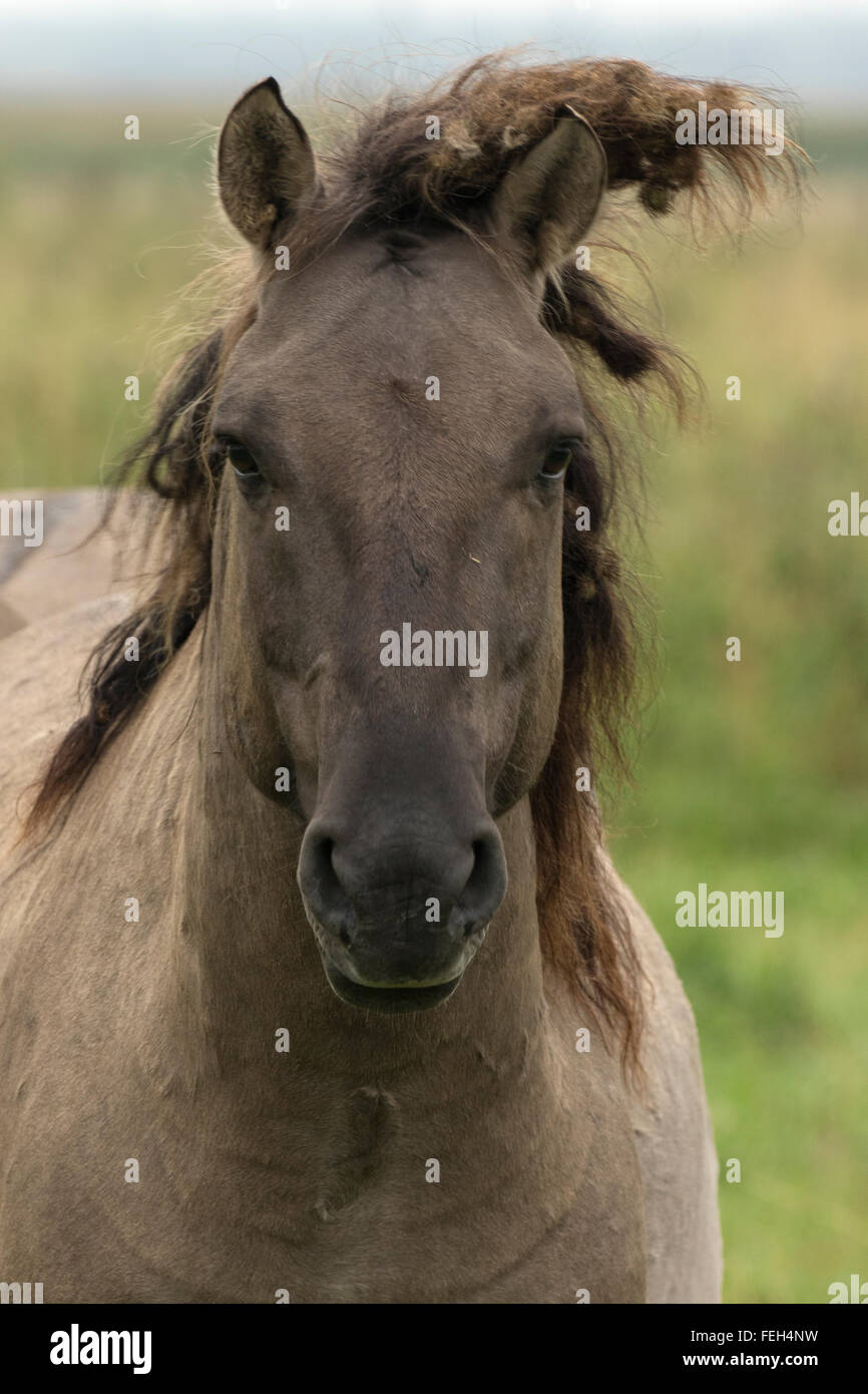 Konik ponies, Polish primitive horse, UK, The view that the Polish ...