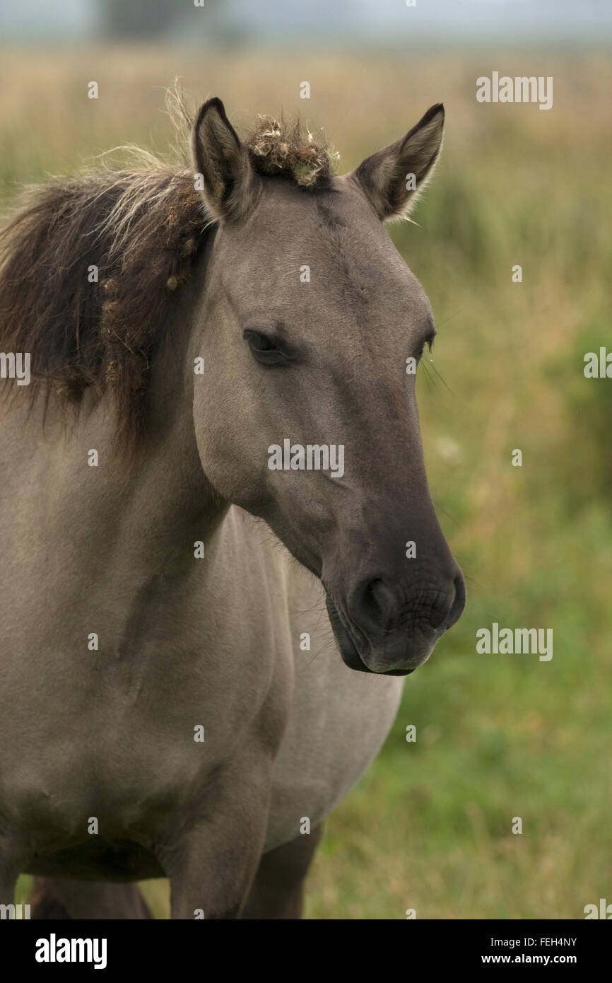 Konik ponies, Polish primitive horse, UK, The view that the Polish ...