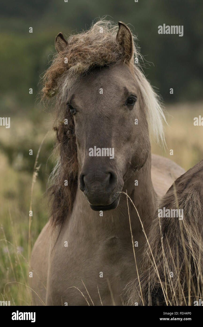 Konik ponies, Polish primitive horse, UK, The view that the Polish ...