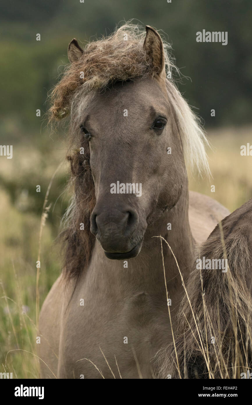 Konik ponies, Polish primitive horse, UK, The view that the Polish ...