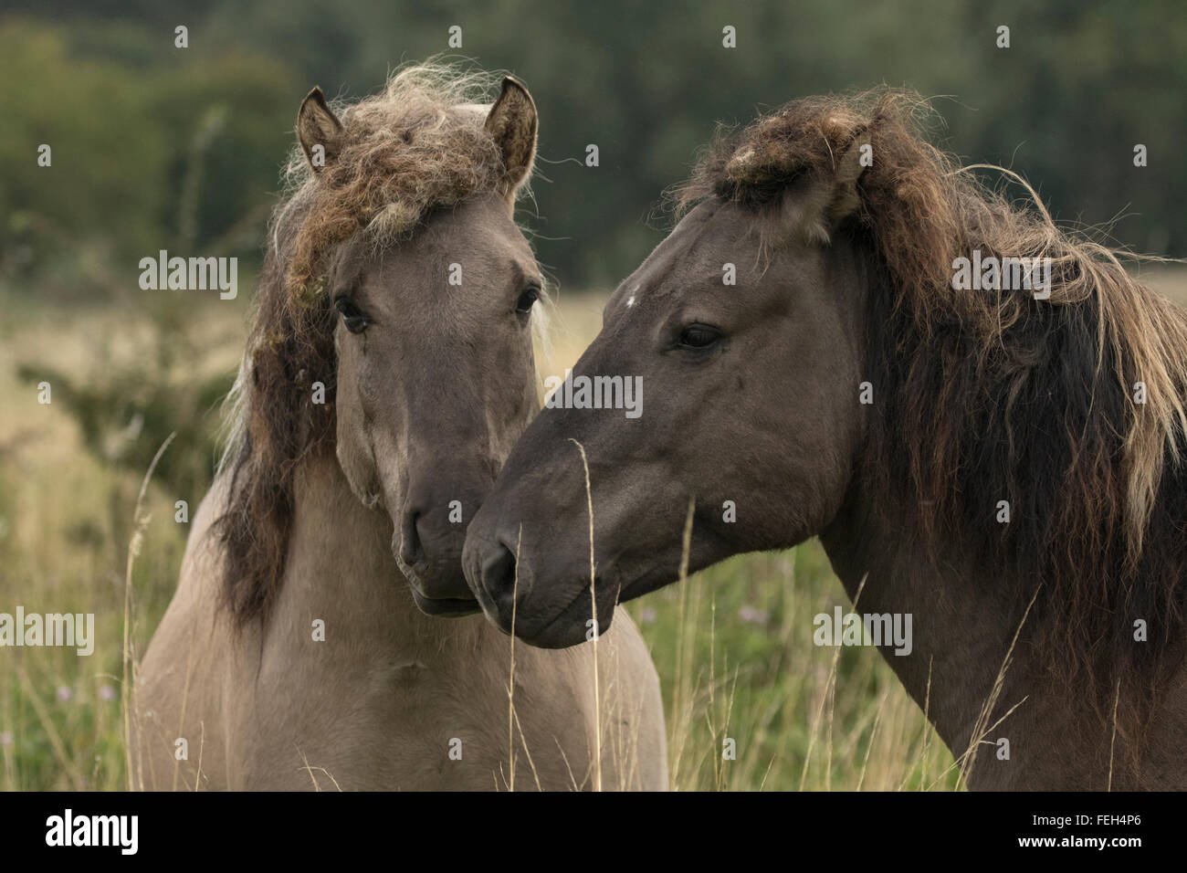 Konik ponies, Polish primitive horse, UK, The view that the Polish ...