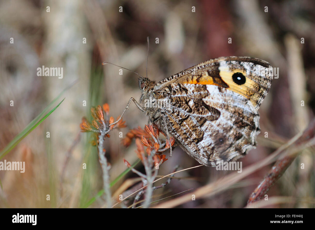 Butterfly insect hi-res stock photography and images - Alamy