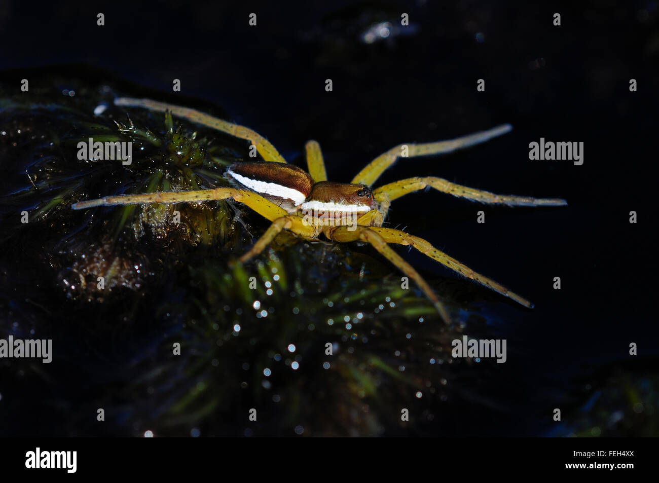 Raft or swamp spider UK Stock Photo - Alamy