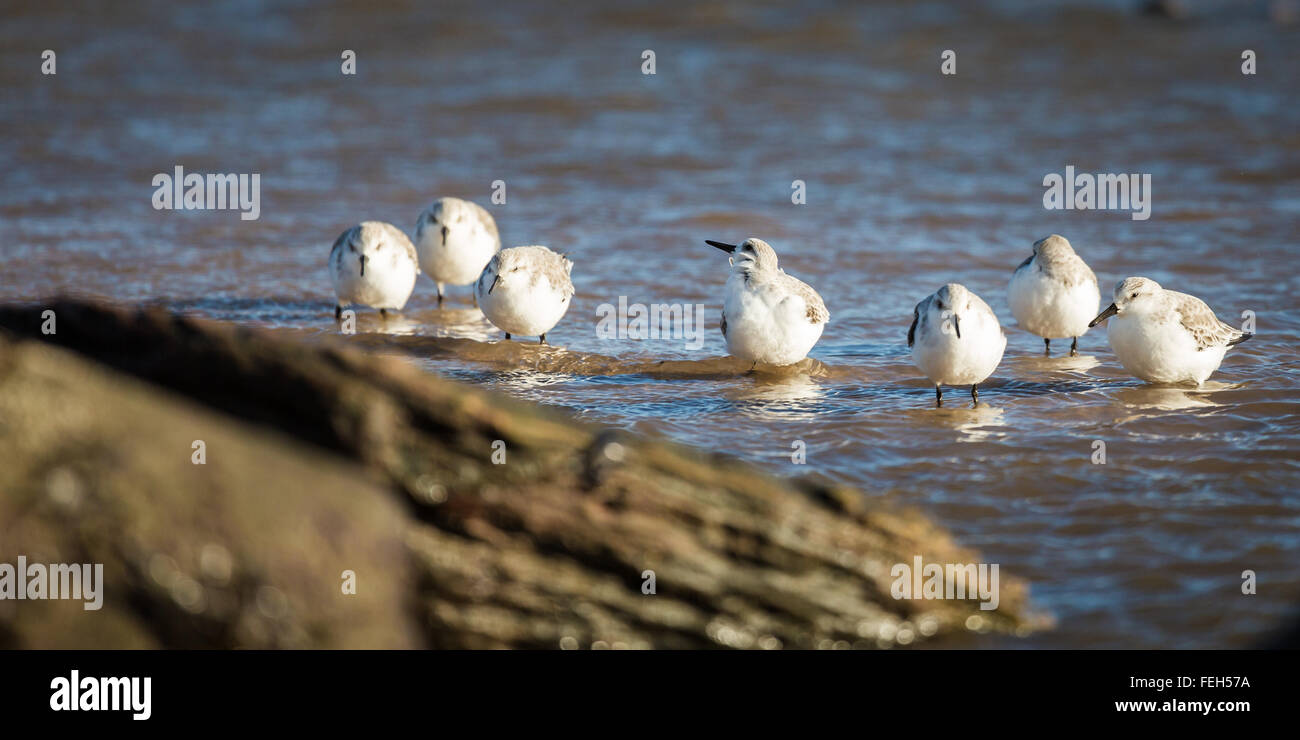 Sandlings feeding on the shore line Stock Photo - Alamy